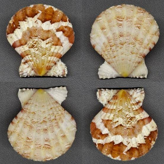 shellauction.net :: Bractechlamys vexillum - 3925866
