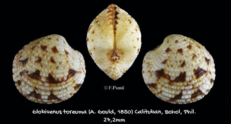 shellauction.net :: Globivenus toreuma - 3925935
