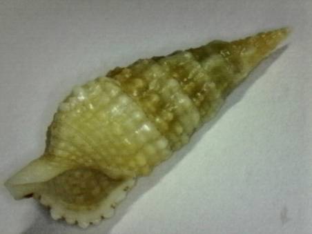 shellauction.net :: Cerithium species - 3926018