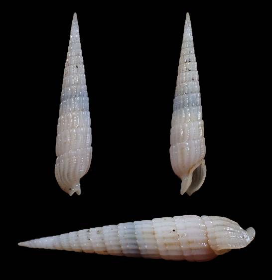 shellauction.net :: Terebra sp. - 3927679