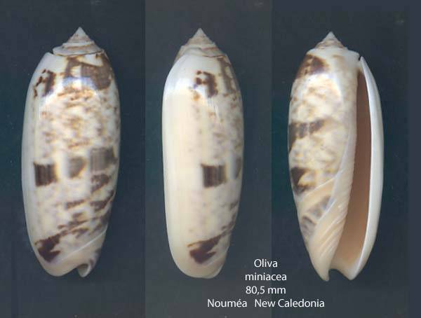 shellauction.net :: Oliva miniacea - 3928675