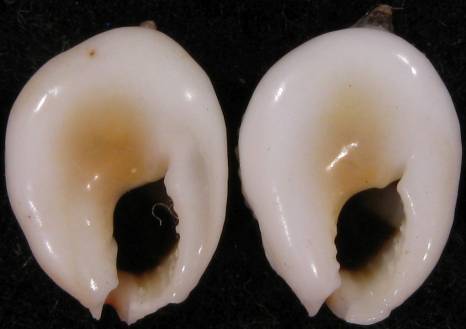 shellauction.net :: Nassarius callospira - 3929052