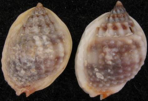 shellauction.net :: Nassarius callospira - 3929052
