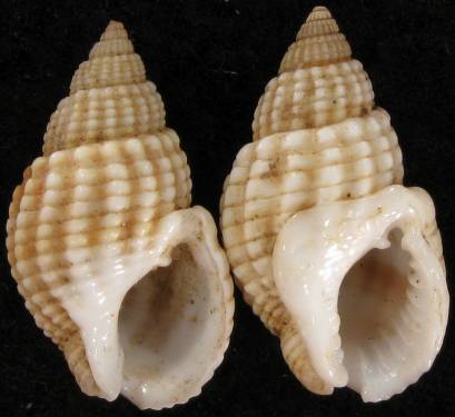 shellauction.net :: Nassarius livescens - 3929067
