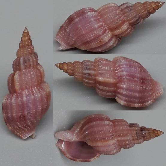 shellauction.net :: Phos roseatus - 3929378