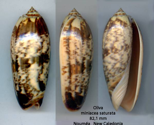 shellauction.net :: Oliva miniacea saturata - 3929695
