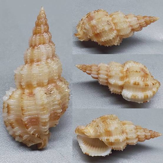 shellauction.net :: Phos senticosus - 3930372