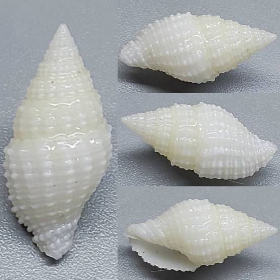 shellauction.net :: Nassarius sp. - 3930405