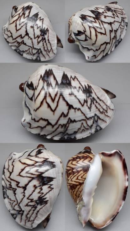 shellauction.net :: Cymbiola nobilis - 3930886