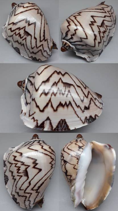 shellauction.net :: Cymbiola nobilis - 3930891