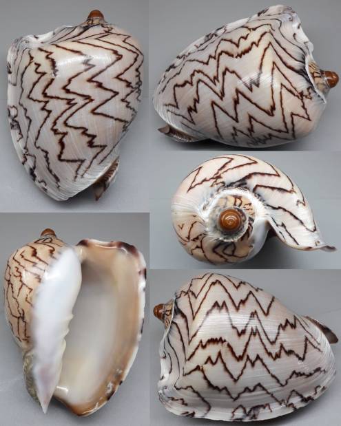 shellauction.net :: Cymbiola nobilis - 3930892