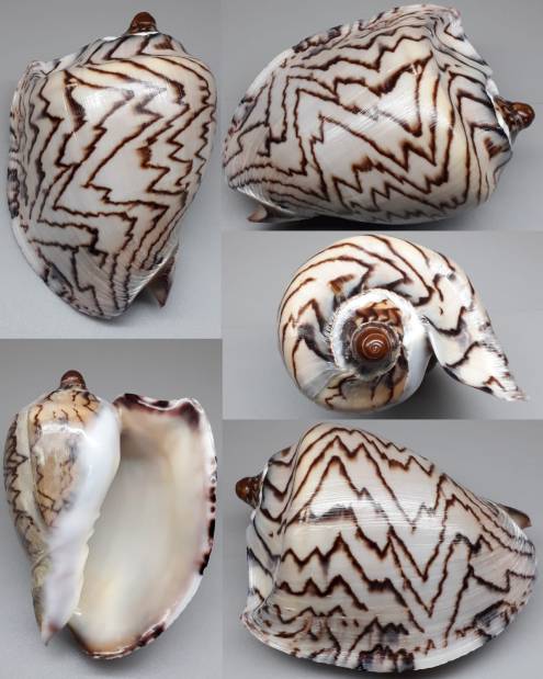 shellauction.net :: Cymbiola nobilis - 3930893