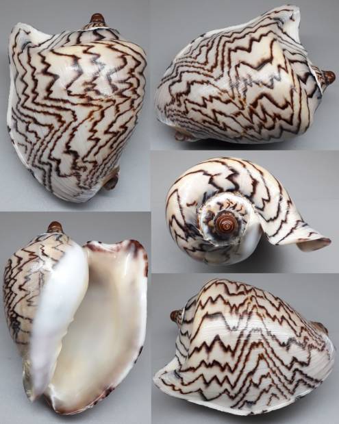 shellauction.net :: Cymbiola nobilis - 3930896