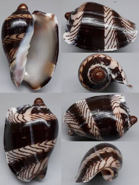shellauction.net :: Cymbiola nobilis - 3930904