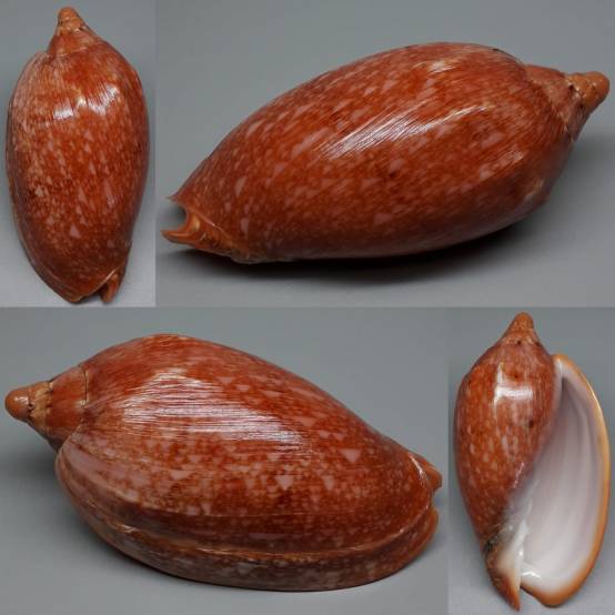shellauction.net :: Cymbiola innexa marispuma - 3930914