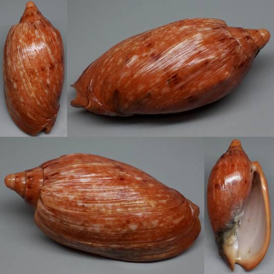 shellauction.net :: Cymbiola innexa marispuma - 3930915