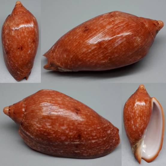 shellauction.net :: Cymbiola innexa marispuma - 3931057
