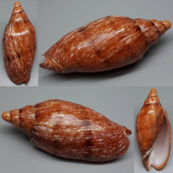 shellauction.net :: Cymbiola innexa marispuma - 3931058