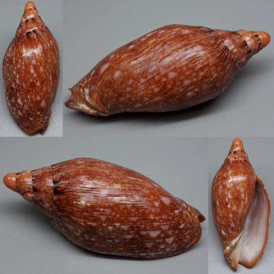 shellauction.net :: Cymbiola innexa marispuma - 3931059