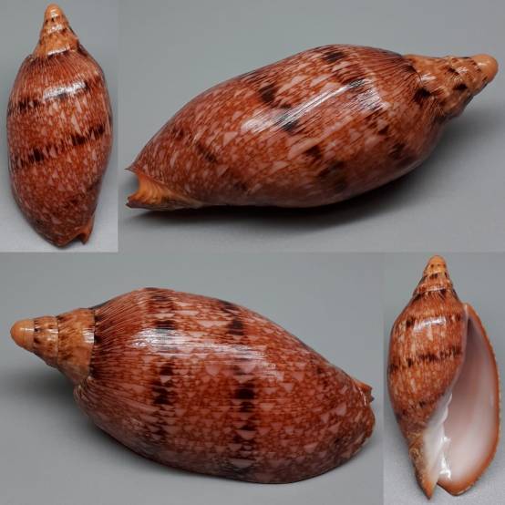shellauction.net :: Cymbiola innexa marispuma - 3931110