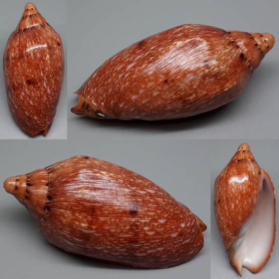 shellauction.net :: Cymbiola innexa marispuma - 3931112