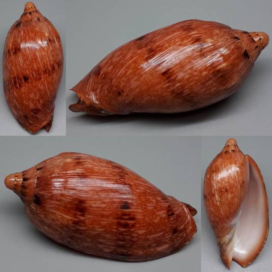 shellauction.net :: Cymbiola innexa marispuma - 3931113