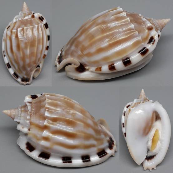 shellauction.net :: Phalium fimbria - 3931198