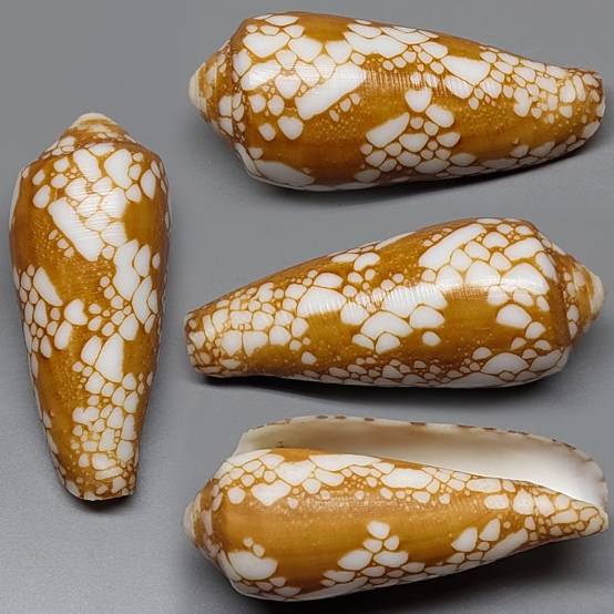 shellauction.net :: Conus episcopatus - 3931384