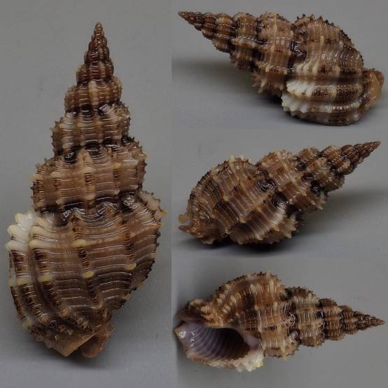shellauction.net :: Phos senticosus - 3931505