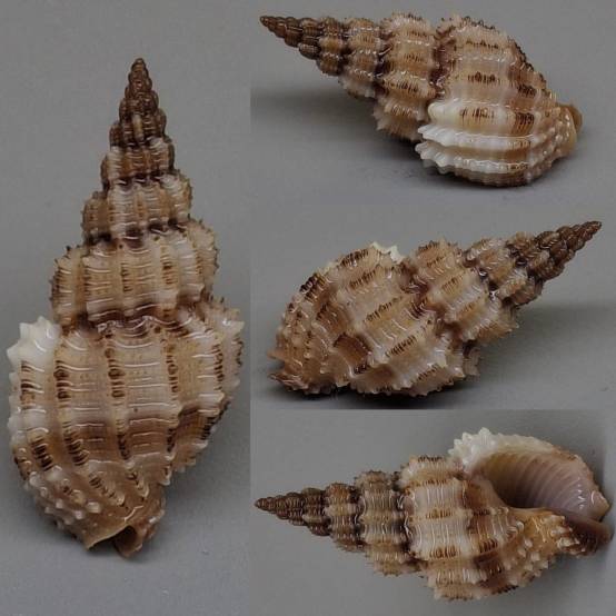 shellauction.net :: Phos senticosus - 3931506
