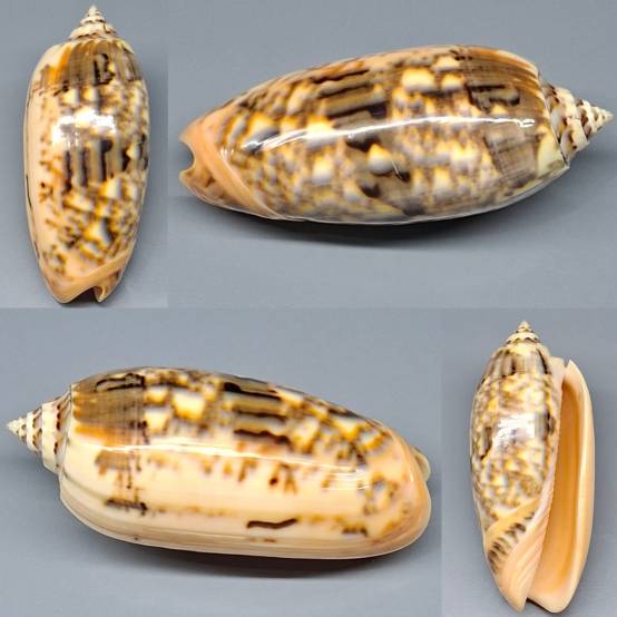 shellauction.net :: Oliva miniacea - 3931722