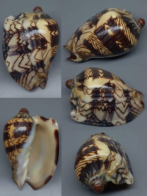 shellauction.net :: Cymbiola nobilis - 3932712