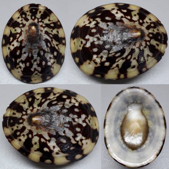 shellauction.net :: Patella testudinaria - 3933474