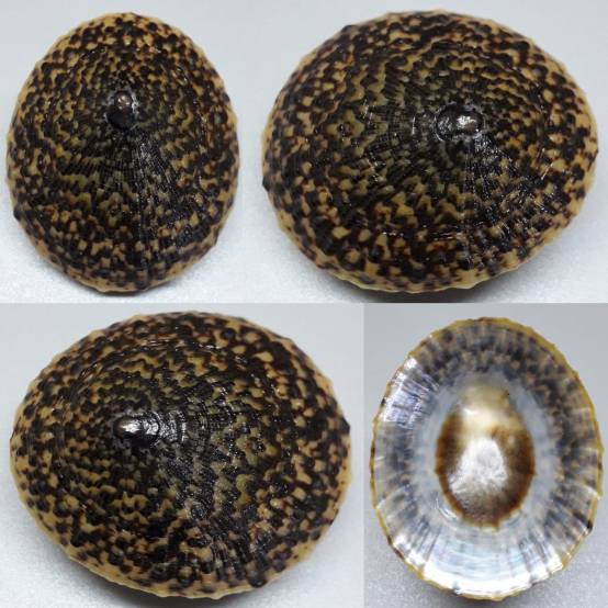 shellauction.net :: Patella testudinaria - 3933476