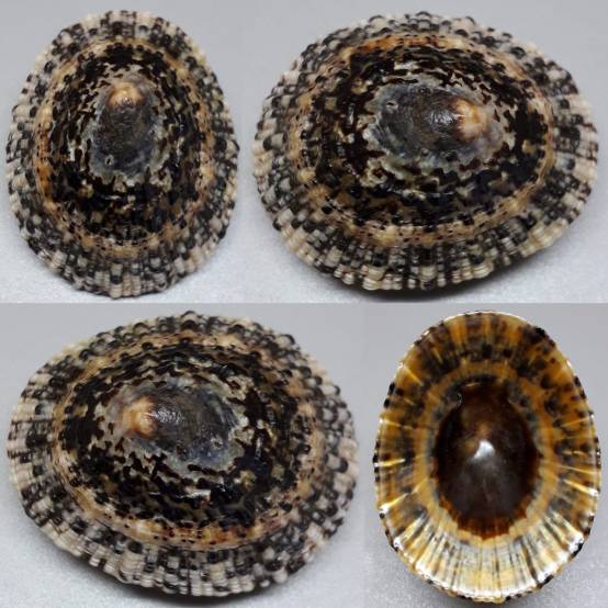 shellauction.net :: Patella testudinaria - 3933478