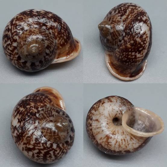 shellauction.net :: Cyclophorus sp. - 3933686