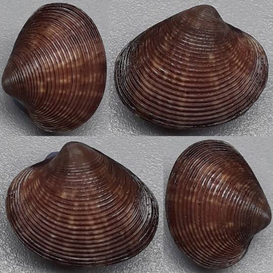 shellauction.net :: Callista sp. - 3933822