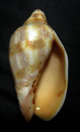 shellauction.net :: Cymbiola rutila - 3933882