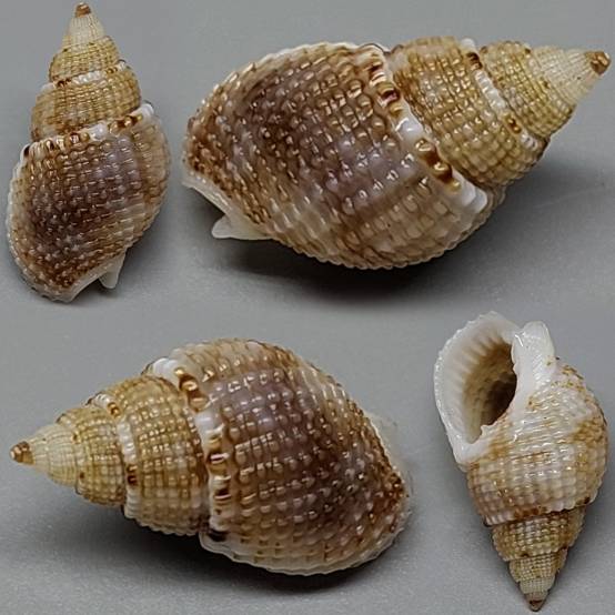 shellauction.net :: Nassarius sp. - 3934277