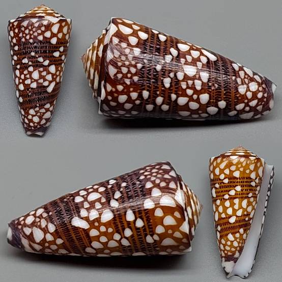 shellauction.net :: Conus victor - 3934957