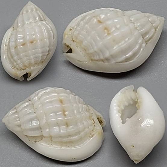 shellauction.net :: Nassarius callospira - 3935159