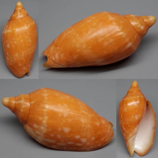 shellauction.net :: Cymbiola innexa - 3936462