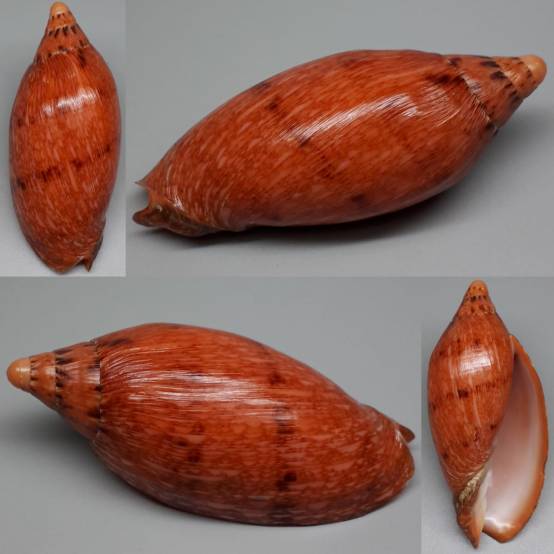 shellauction.net :: Cymbiola innexa marispuma - 3936507