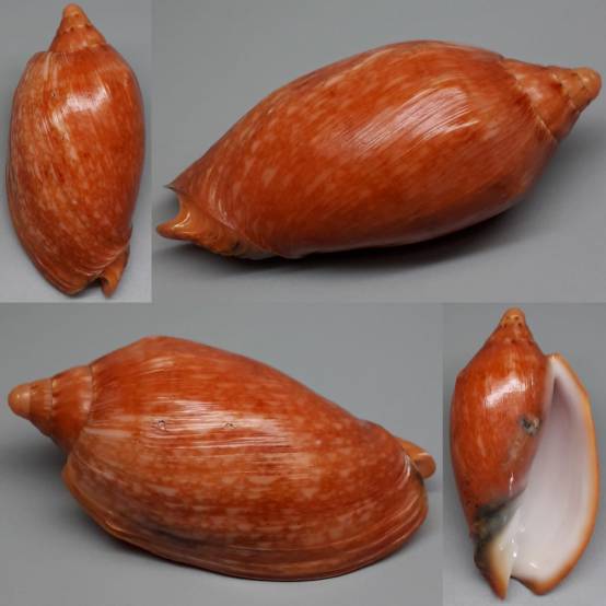 shellauction.net :: Cymbiola innexa marispuma - 3936508