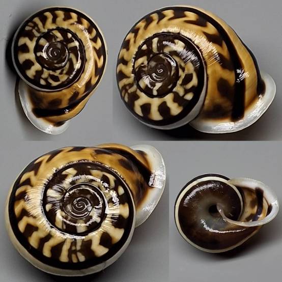 shellauction.net :: Planispira zonaria f. lineolata - 3936886