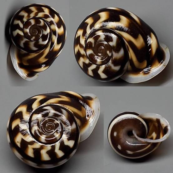 shellauction.net :: Planispira zonaria f. lineolata - 3936893