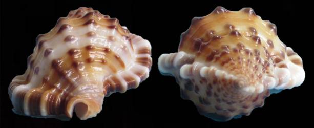 shellauction.net :: Bursa tuberculata - 3937386