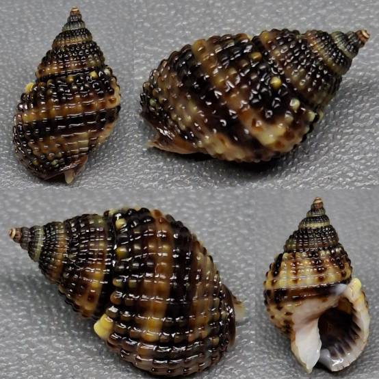 shellauction.net :: Nassarius sp. - 3937948