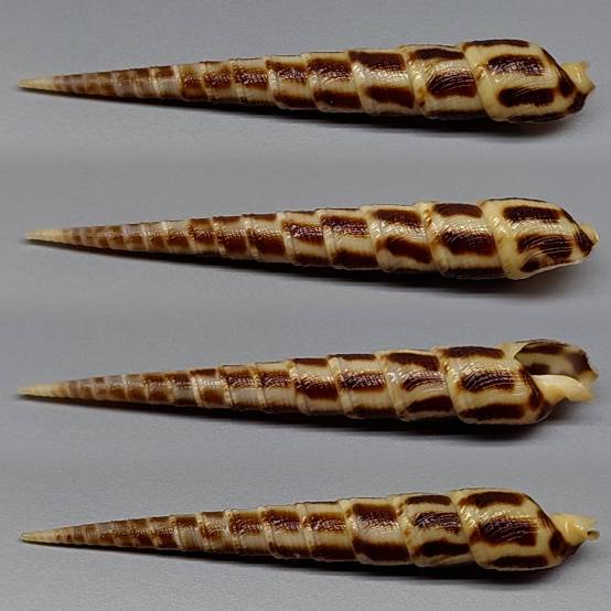 shellauction.net :: Terebra sp. - 3938011