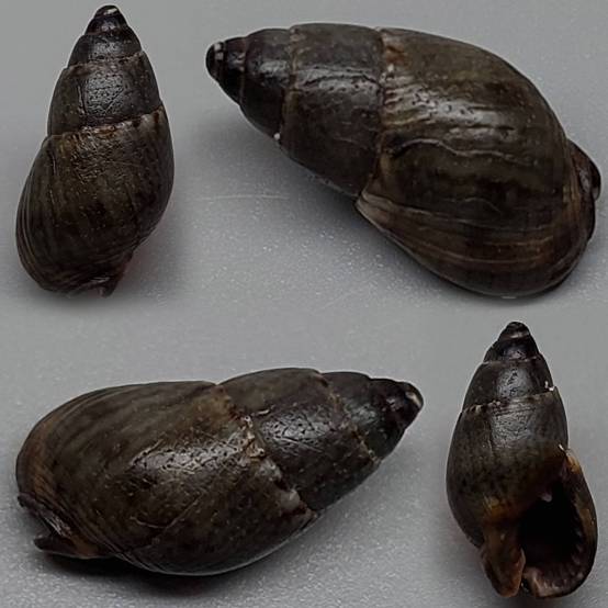 shellauction.net :: Nassarius sp. - 3938046